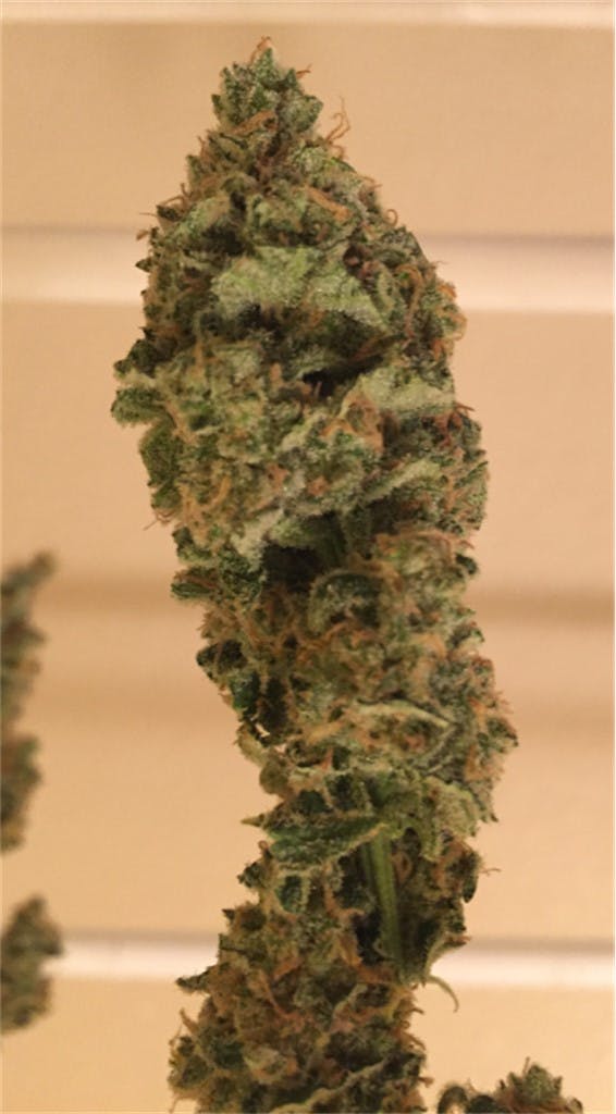 Photos of Jack the Ripper Weed Strain Buds | Leafly