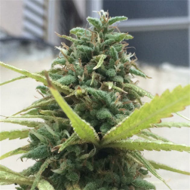Photos of Jamaican Dream Weed Strain Buds | Leafly