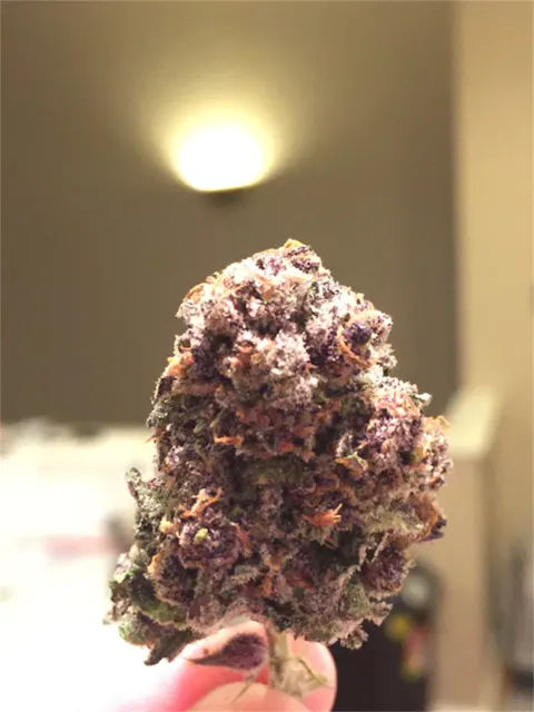 Jamba Juice Weed Strain Information | Leafly