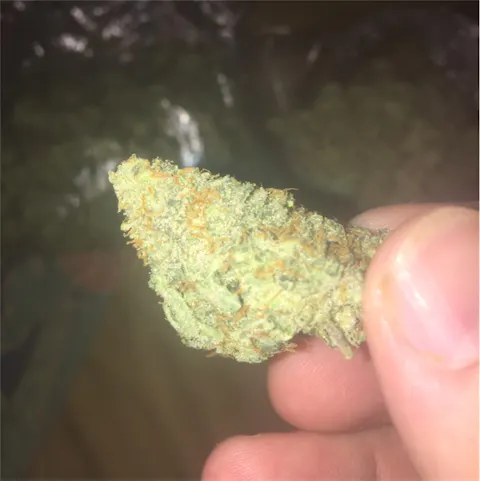 Jazz Weed Strain Information | Leafly