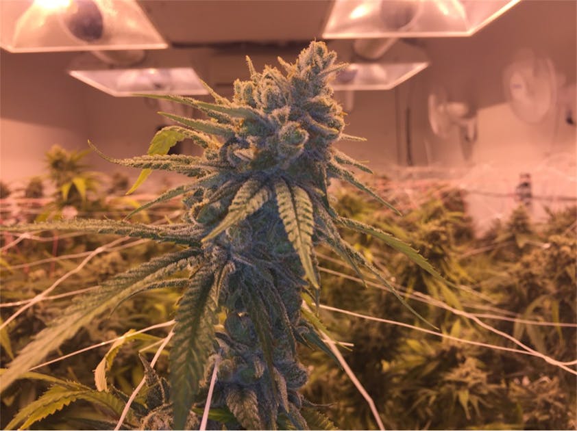 Photos of Jazz Weed Strain Buds | Leafly