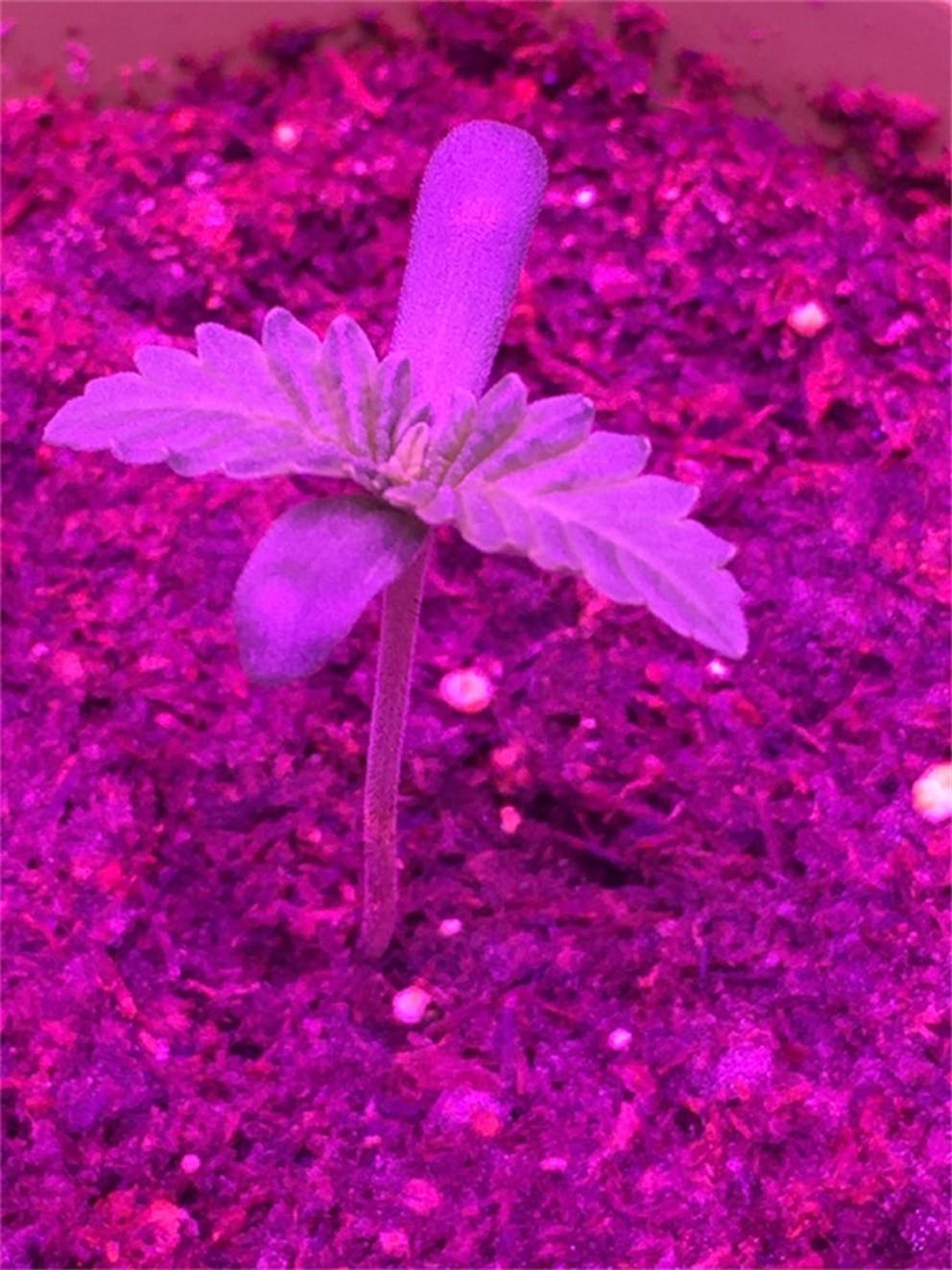 Photos of Jedi Kush Weed Strain Buds | Leafly