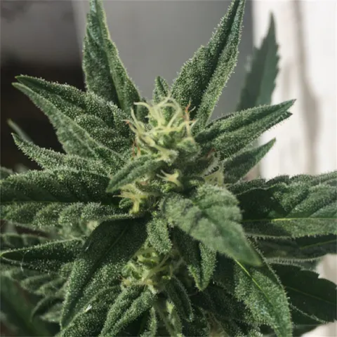 Jesus OG aka Jesus Christ OG, Jesus OG Kush, Odysseus OG Weed Strain ...