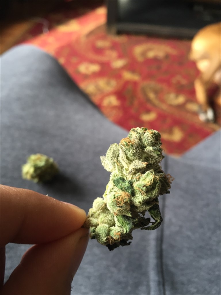 Photos of Jet Fuel Weed Strain Buds | Leafly