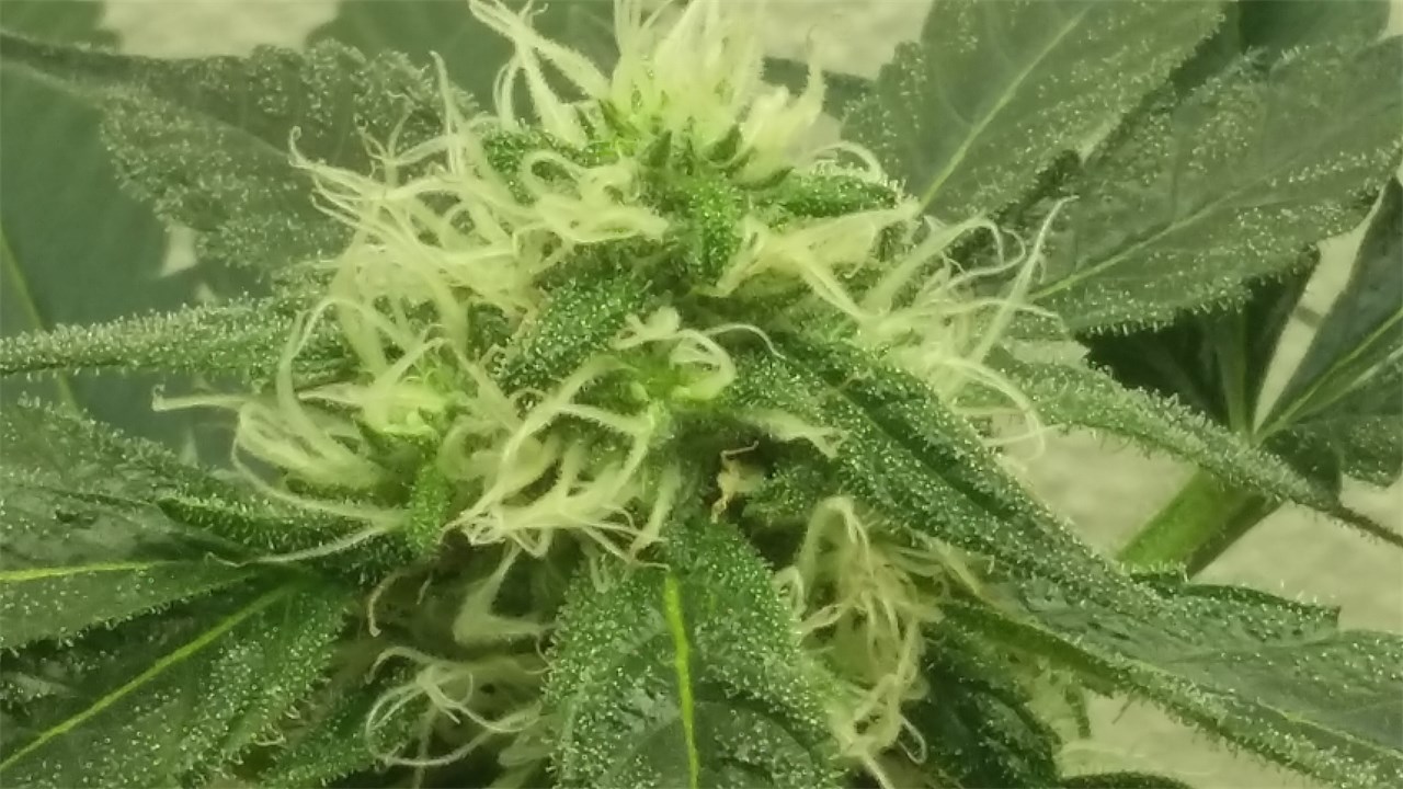 Photos of Jet Fuel Weed Strain Buds | Leafly