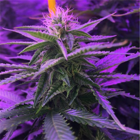 Jillybean aka Jilly Bean Weed Strain Information | Leafly