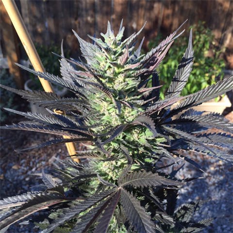 Julius Caesar aka JC Weed Strain Information | Leafly