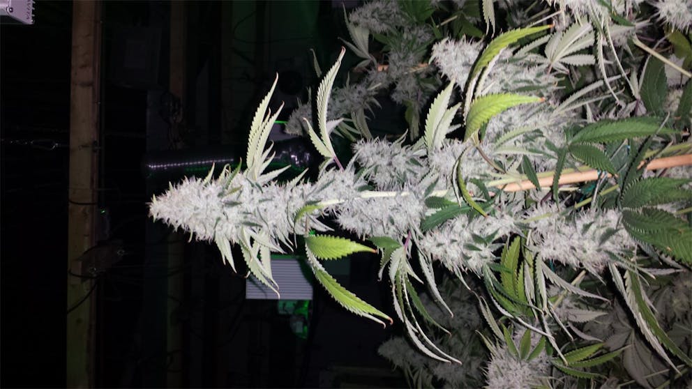 Photos of Julius Caesar Weed Strain Buds | Leafly