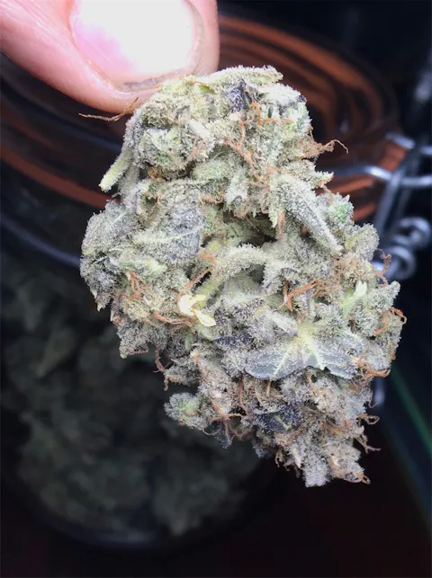 Kaboom Weed Strain Information | Leafly