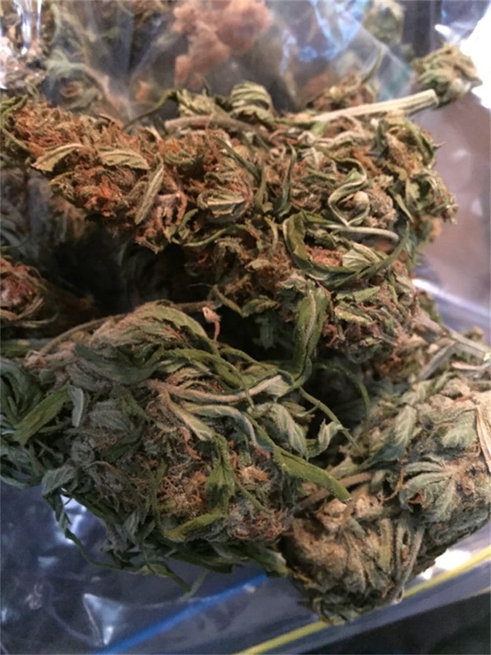 Photos of Kali Dog Weed Strain Buds | Leafly