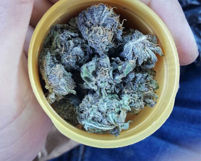 Photos of Killer Grape Weed Strain Buds | Leafly