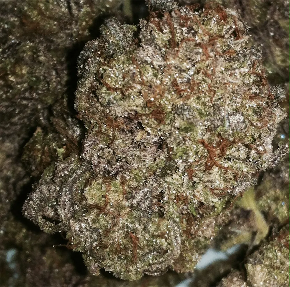 Photos of Kimbo Kush Weed Strain Buds | Leafly