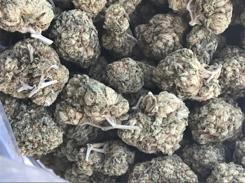 King Louis aka King Louis XIII, Louis XIII Kush, King Louie, King Louie ...