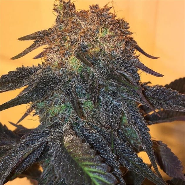 Photos of Kool-Aid Smile Weed Strain Buds | Leafly