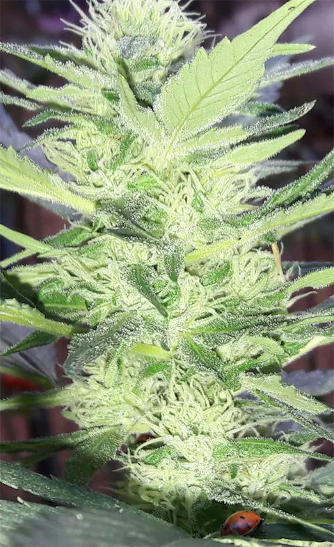 Kryptonite Weed Strain Information | Leafly
