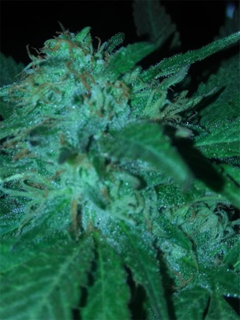 Photos of Kryptonite Weed Strain Buds | Leafly