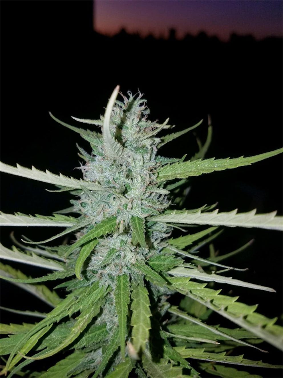 Photos of Lamb's Bread Weed Strain Buds | Leafly