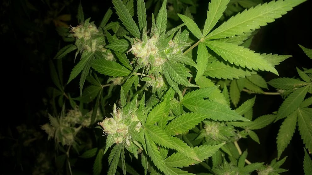 Photos of Lambo OG Weed Strain Buds | Leafly