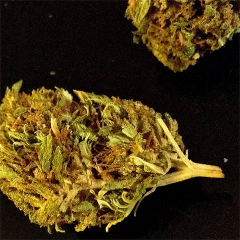 Laughing Buddha aka buddha Weed Strain Information | Leafly