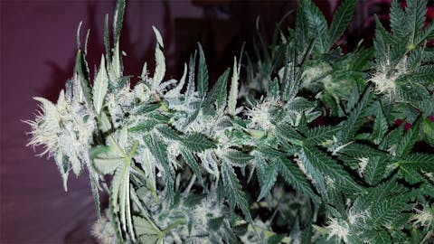 Laughing Buddha aka buddha Weed Strain Information | Leafly