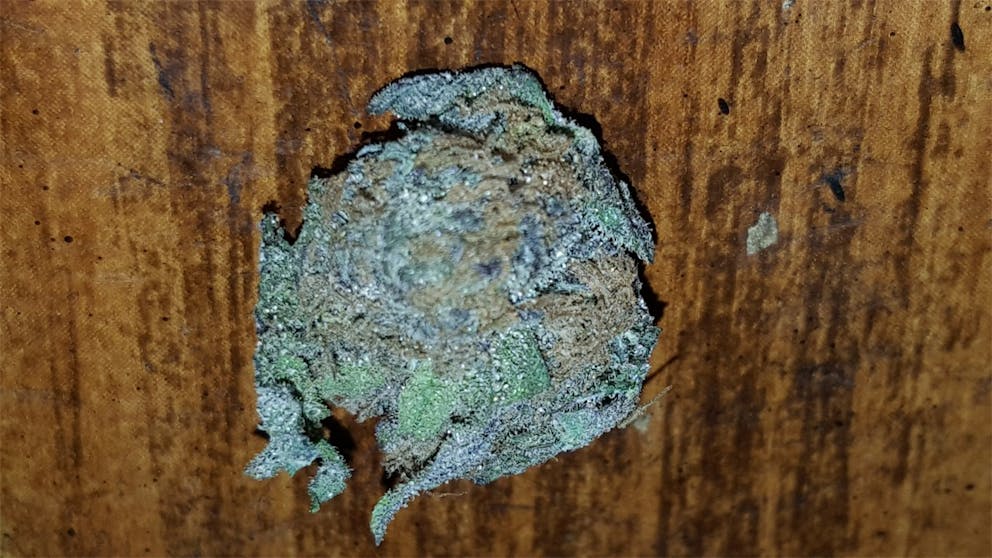 Photos of Lavender Weed Strain Buds | Leafly