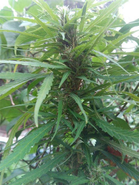 Lemon Fire Weed Strain Information | Leafly