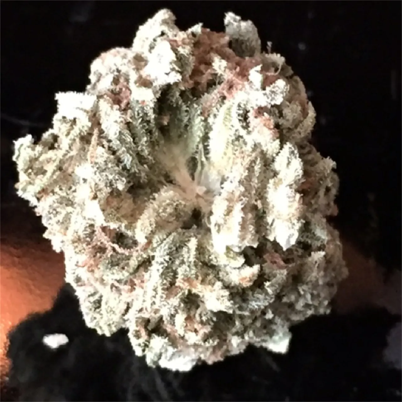 Photos of Lemon Haze Weed Strain Buds | Leafly
