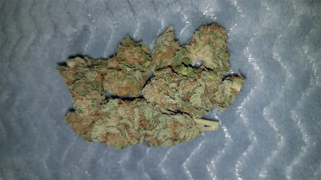 Photos of Lemon Haze Weed Strain Buds | Leafly