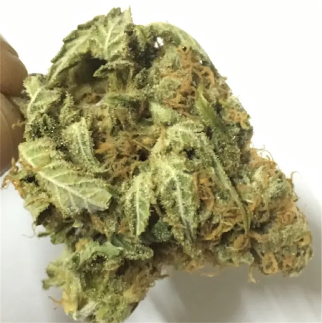 Photos of Lemon Haze Weed Strain Buds | Leafly