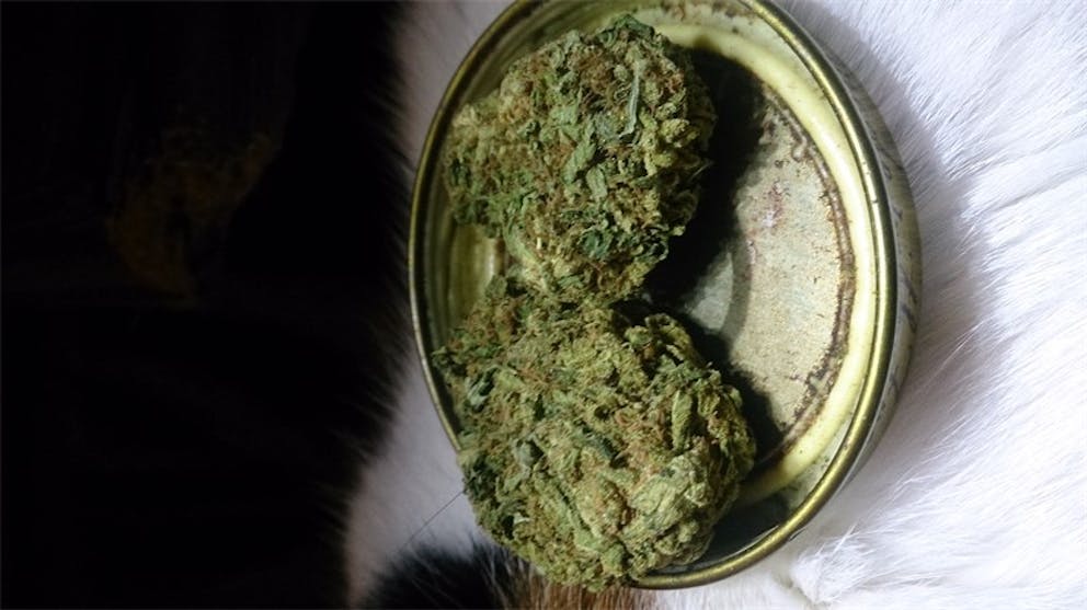 Photos of Lemon Sativa Weed Strain Buds | Leafly