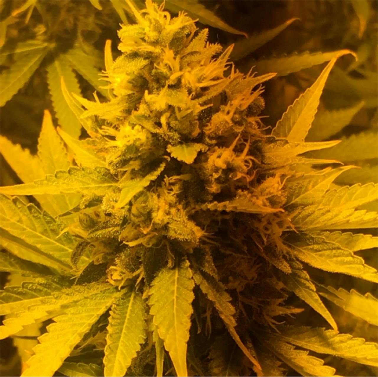 Photos of Lemon Skunk Weed Strain Buds | Leafly