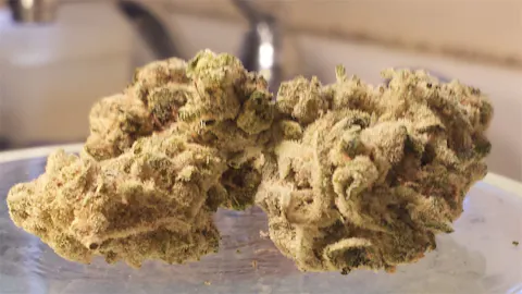 Lemon Walker OG aka Lemon Walker OG Kush Weed Strain Information | Leafly