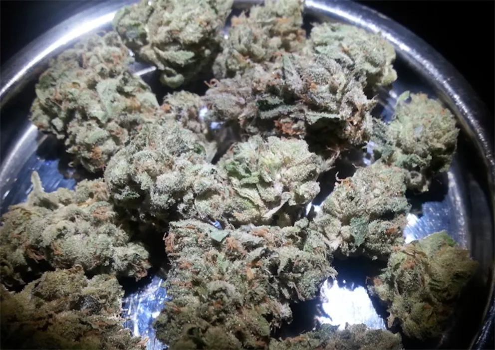 Photos of Lifesaver Weed Strain Buds | Leafly