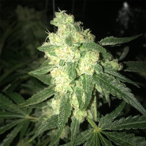 LSD Weed Strain Information | Leafly