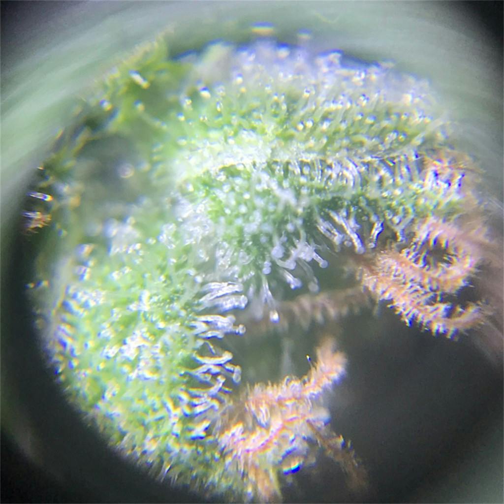 LSD Weed Strain Information | Leafly