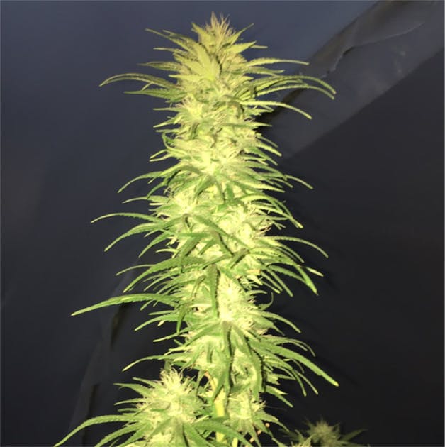 Photos of Lucy Weed Strain Buds | Leafly