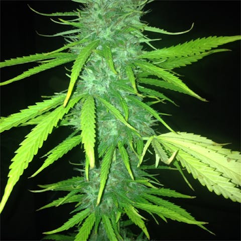 Magnum Weed Strain Information | Leafly