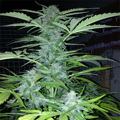 Magnum Weed Strain Information | Leafly