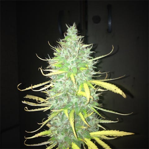 Magnum Weed Strain Information | Leafly