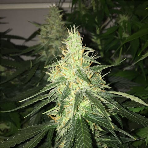 Magnum Weed Strain Information | Leafly