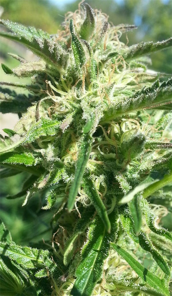 Photos of Mango Kush Weed Strain Buds | Leafly