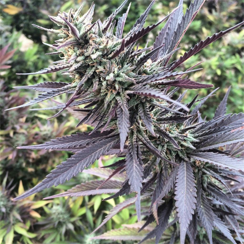 Photos of Mango Kush Weed Strain Buds | Leafly