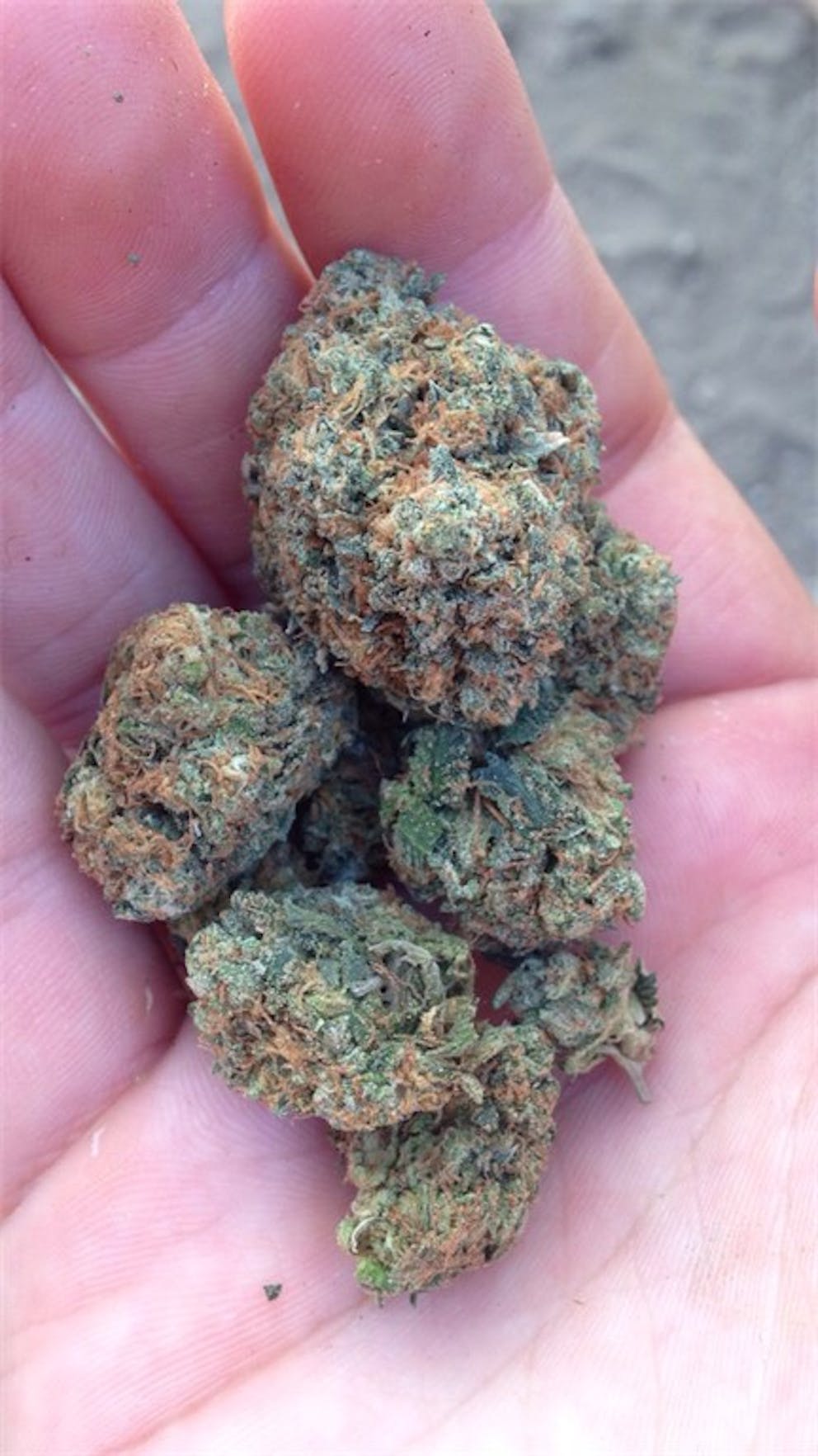 Photos of Master Jedi Weed Strain Buds | Leafly