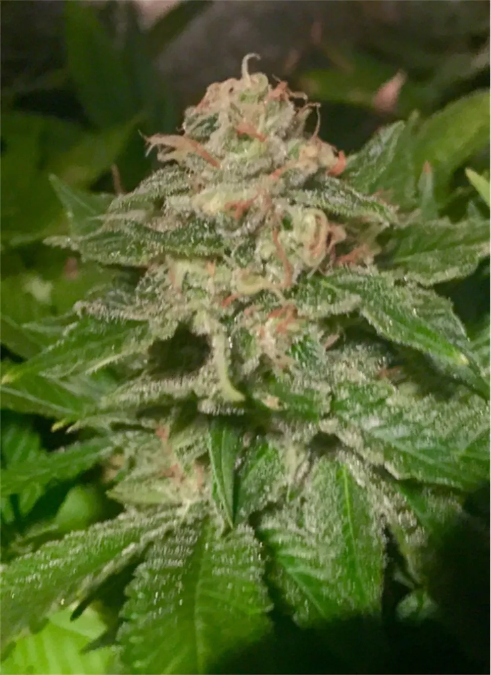 Photos of MTF Weed Strain Buds | Leafly