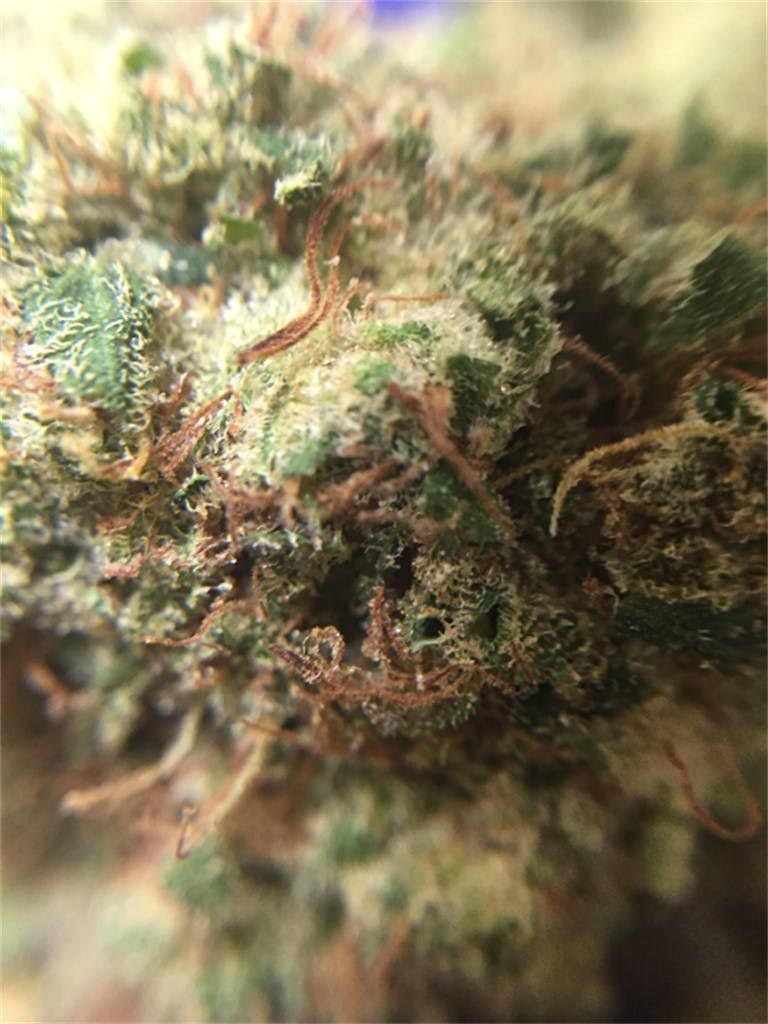 Photos of Maui Wowie Weed Strain Buds | Leafly