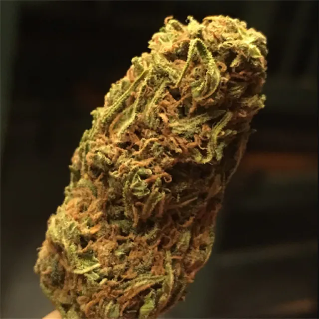 Photos of Maui Wowie Weed Strain Buds | Leafly