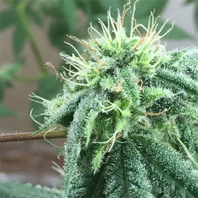 Photos of Maui Wowie Weed Strain Buds | Leafly