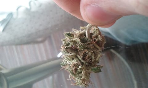 Mazar I Sharif aka Mazar, Maz Weed Strain Information | Leafly