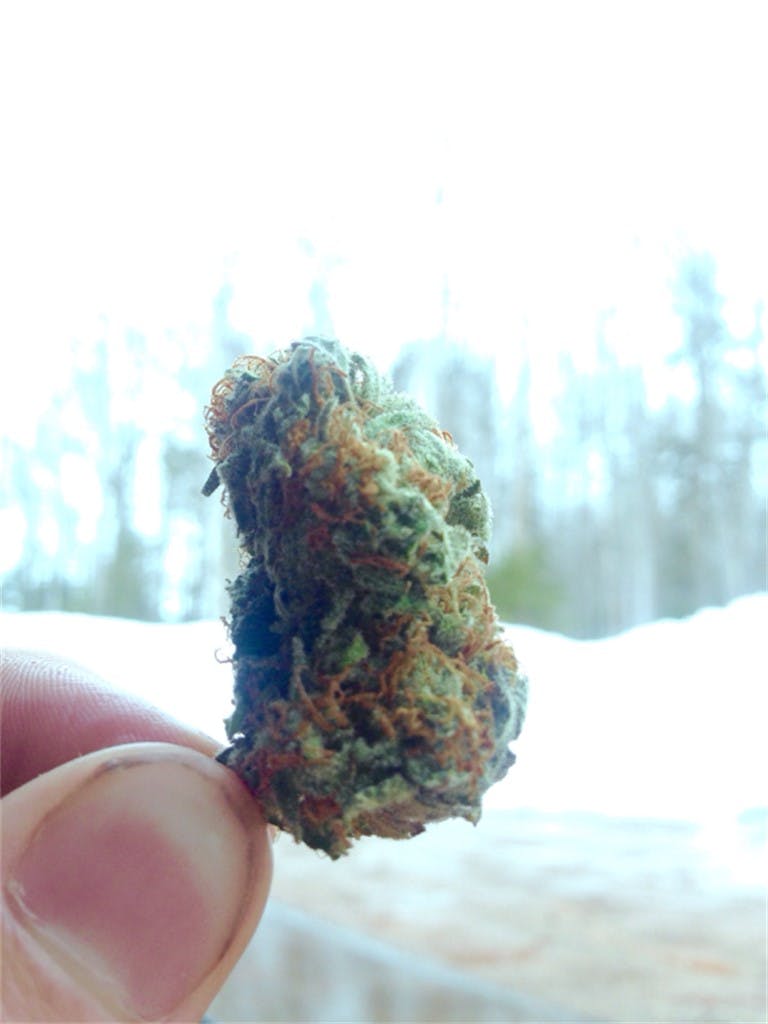 Photos of Mazar I Sharif Weed Strain Buds | Leafly