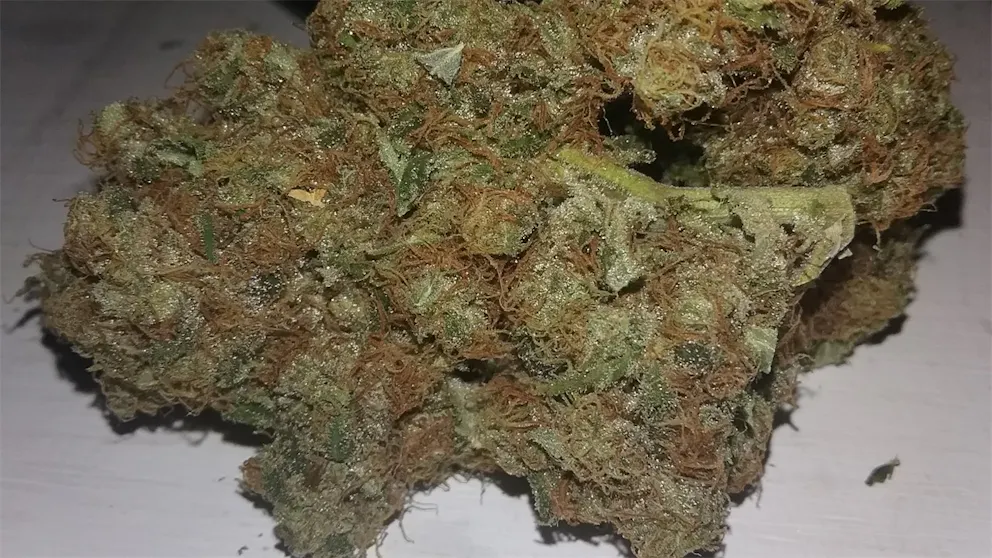Photos of Mazar Kush Weed Strain Buds | Leafly